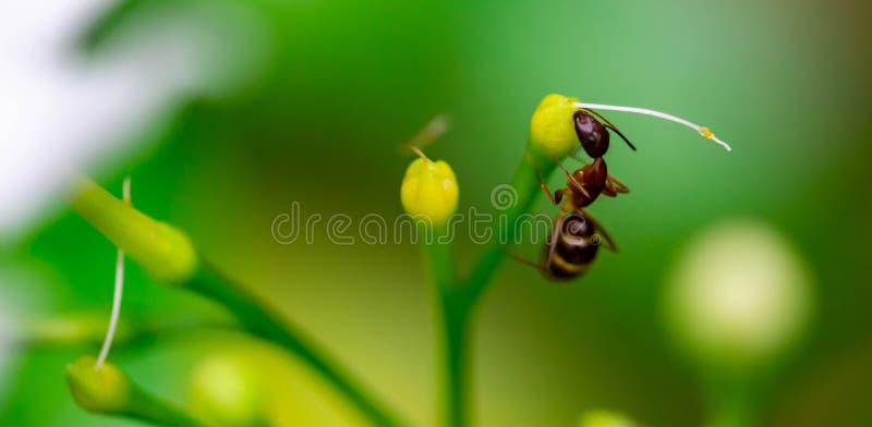Macro Shot of a Large Ant while on a Leaf Stock Image - Image of ...