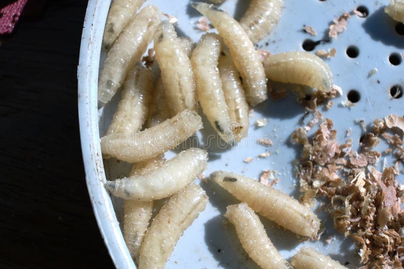 Macro Shot of the Larvae. Bait for Catching Fish Stock Image - Image of ...
