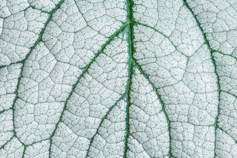 Macro Shot of a Leaf of Brunnera Macrophylla Silver Heart Variety with ...