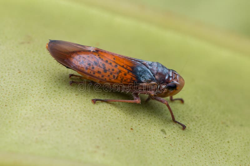 Macro Shot of a Leaf Hopper Stock Image - Image of flower, grass: 185839799