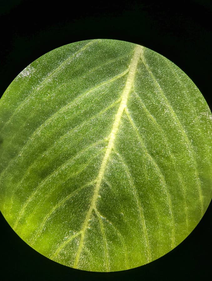 Macro Shot of a Leaf Under a Microscope Stock Image - Image of nature ...