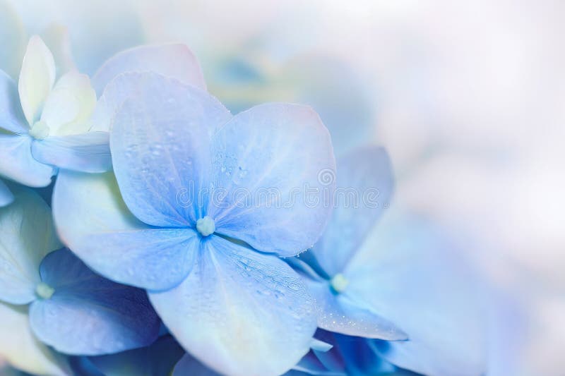 Macro Shot of a Light Blue Hydrangea Flower Blooming in Spring with ...