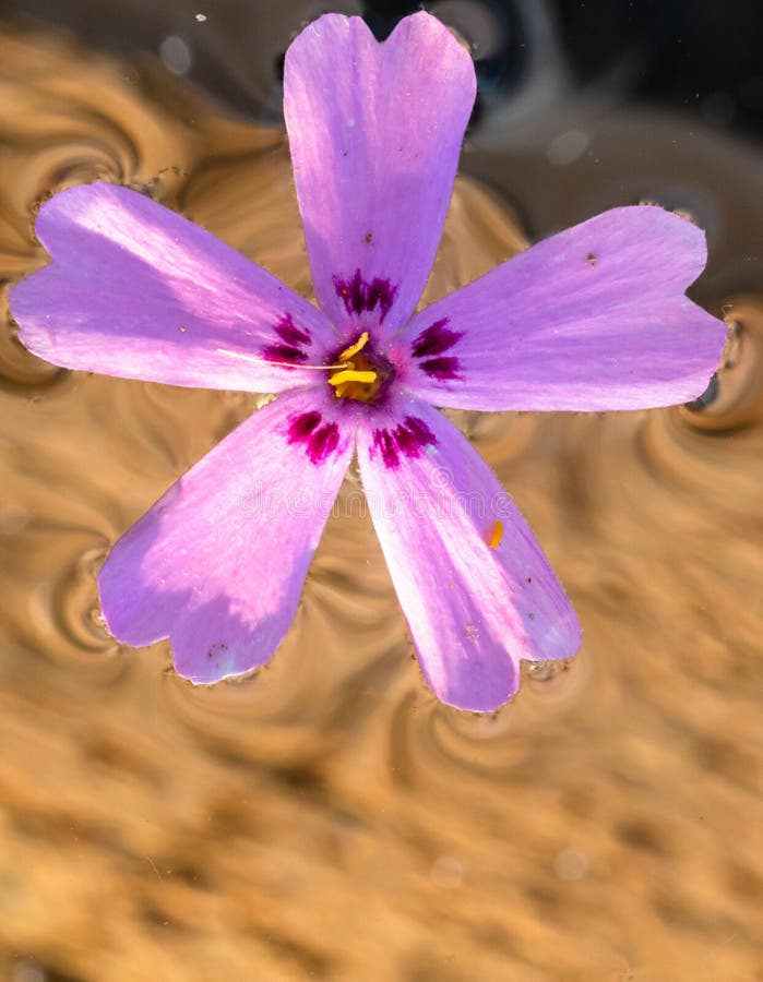 Macro Shot of a Light Purple Wild Flower Isolated on Water Stock Photo ...