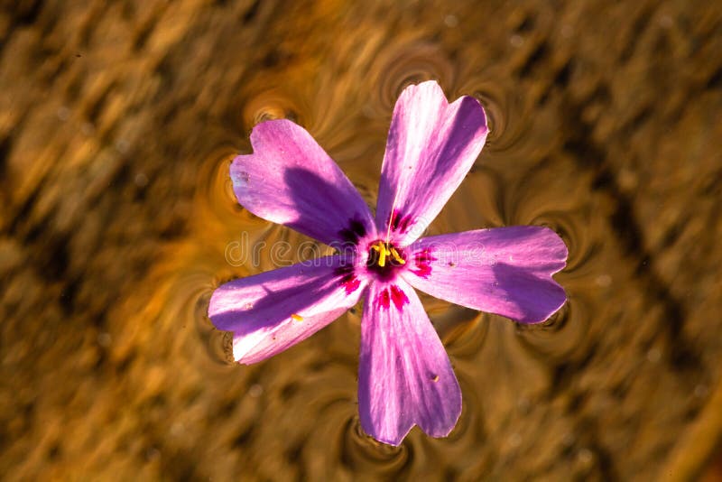 Macro Shot of a Light Purple Wild Flower Isolated on Water Stock Image ...
