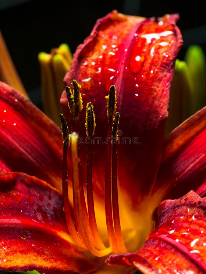 Macro shot of a lilly stock photo. Image of lilly, yellow - 96063032