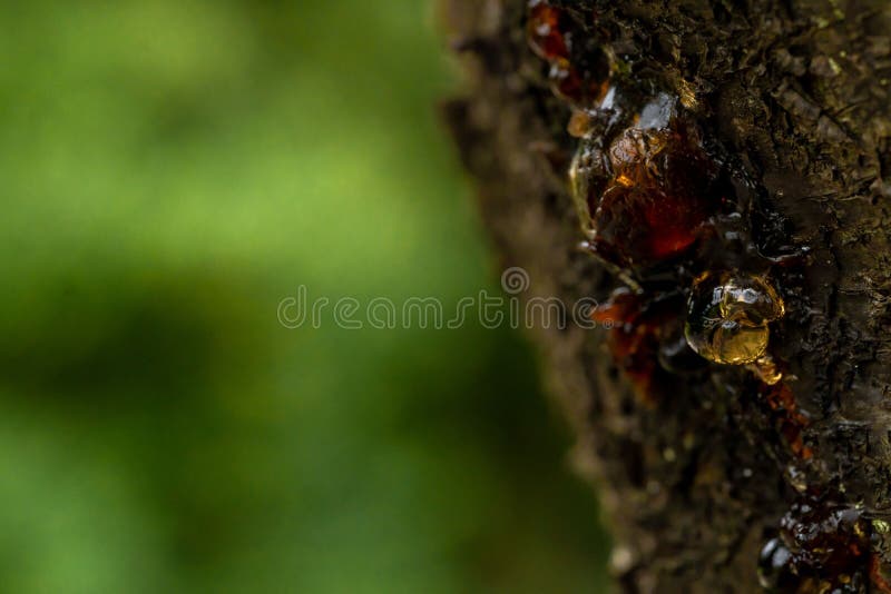 Macro Shot of the Liquid Sap on Wood on the Blurred Green Background ...