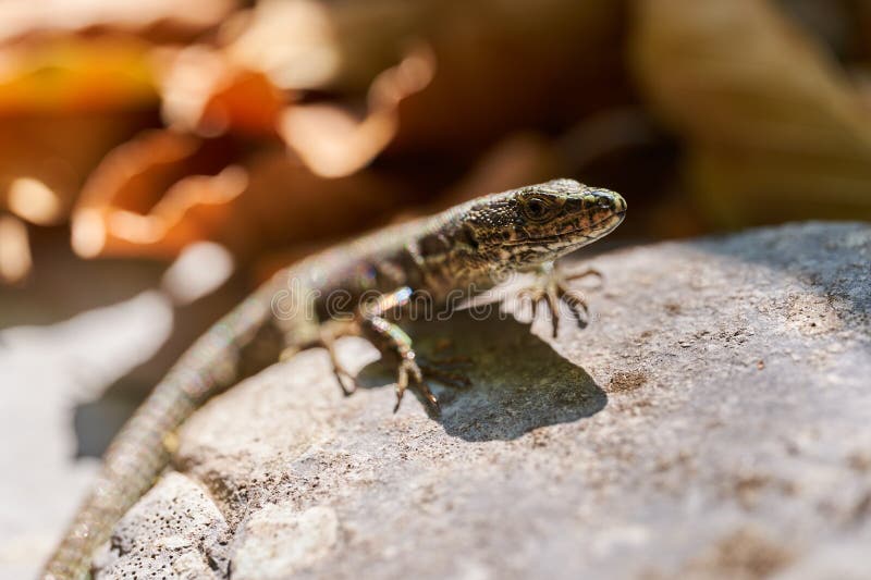 Little lizard closeup stock photo. Image of forest, resting - 337279548