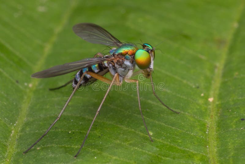 Macro Shot of a Long-legged Fly with Green Eyes on a Leaf Stock Image ...