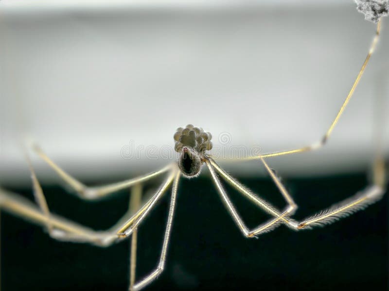 Macro Shot of a Long-Legged Spider Guarding Egg Cluster Stock Photo ...