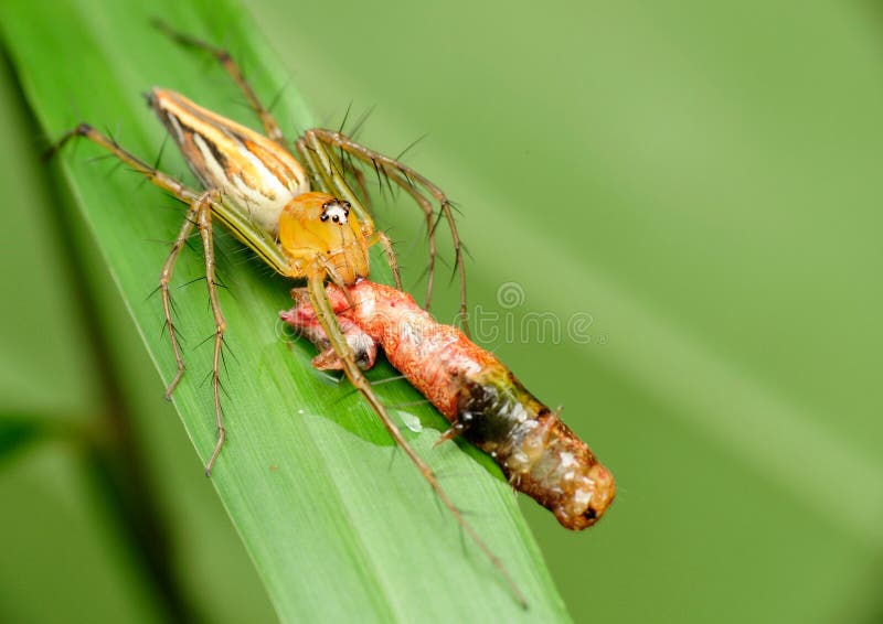 Macro Shot of a Lynx Spider Eating Prey Stock Photo - Image of plant ...