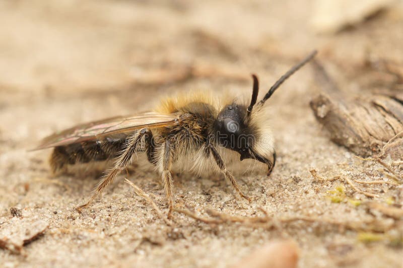 Macro Shot of a Male Andrena Praecox Stock Image - Image of natural ...