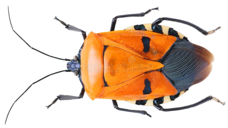 Macro Shot of a Man-faced Stink Bug Isolated on a White Background ... Macro Shot of a Man-faced Stink Bug Isolated on a White Background ...