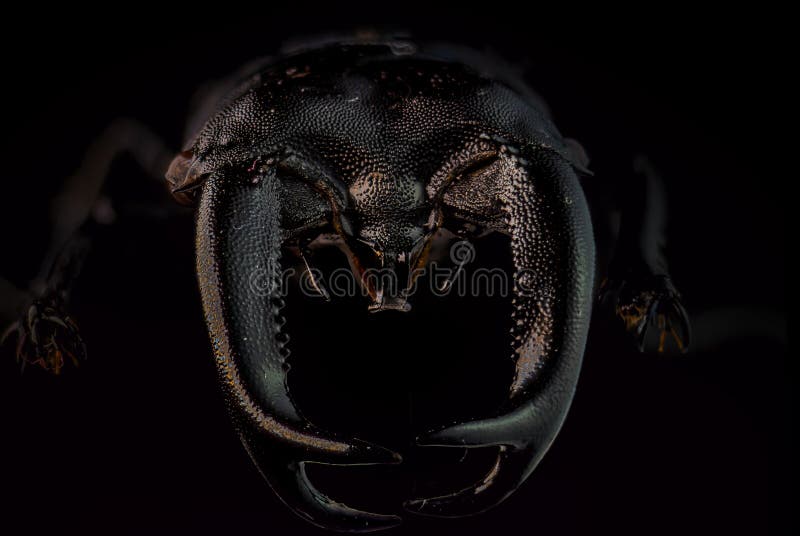 Close Up of a Java Stag Beetle Stock Image - Image of closeup, biology ...
