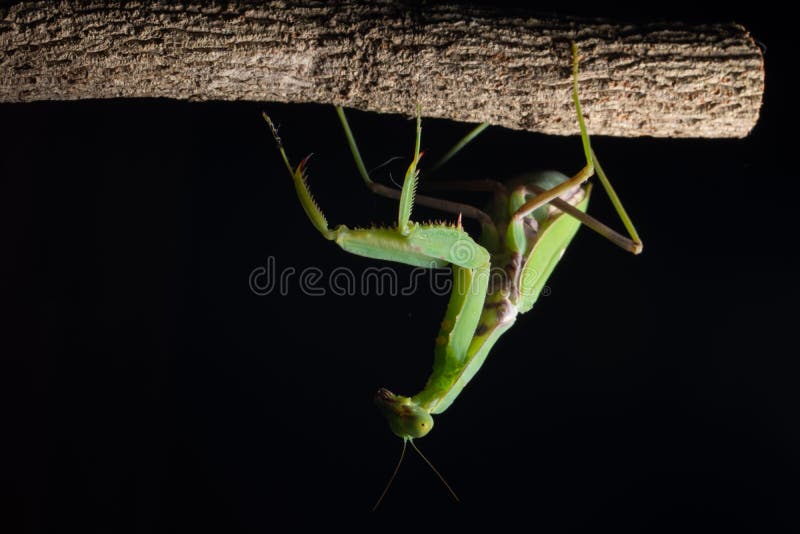 Macro Shot of a Mantis on a Tree Branch with the Dark Background Stock ...