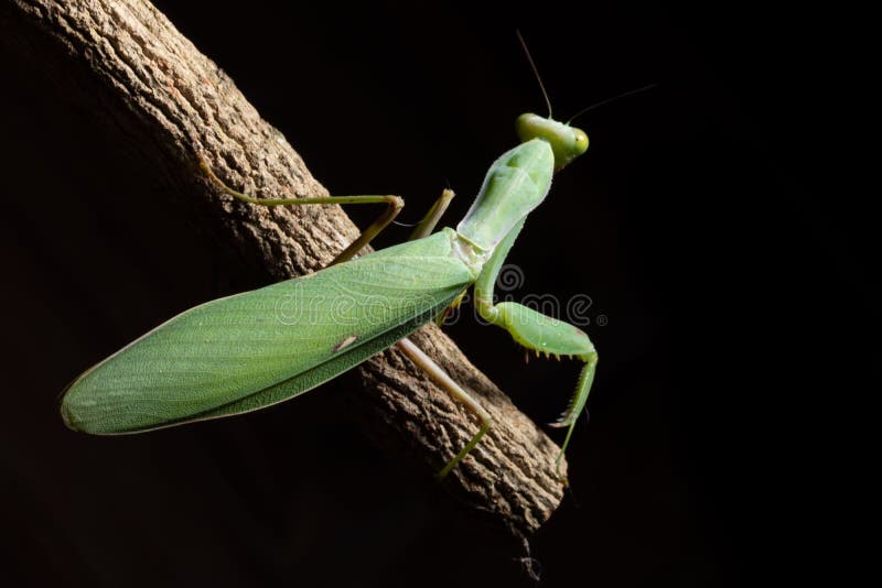 Macro Shot of a Mantis on a Tree Branch with the Dark Background Stock ...