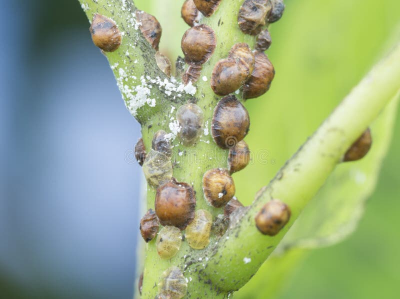 Many Tiny Ants Crawl Up the Wall Puerto Escondido Mexico Stock Image ...