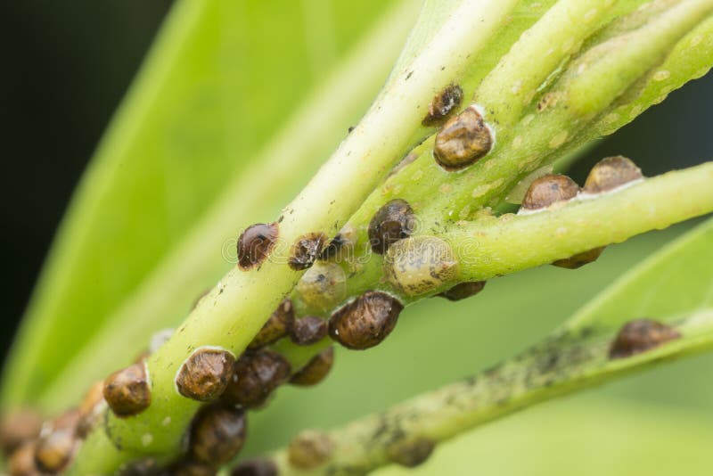 Macro Shot of Many Tiny Tortoise Scale Insect. Stock Image - Image of ...