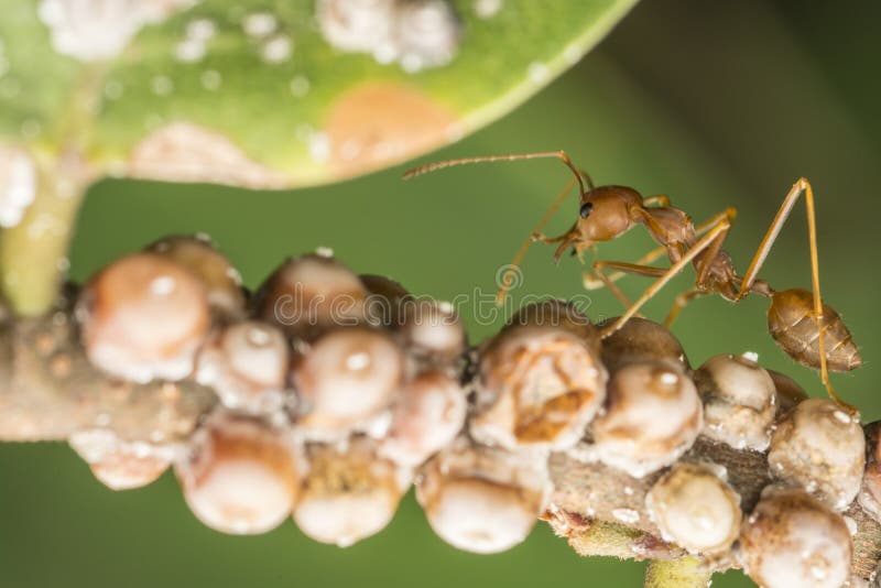 Macro Shot of Many Tiny Tortoise Scale Insect. Stock Image - Image of ...