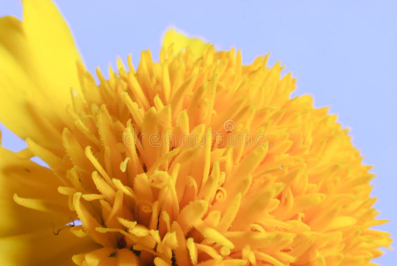 Macro Shot of Marigold Flower Stock Photo - Image of flower, beauty ...