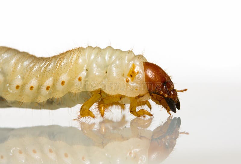 Macro Shot of May-bug Larva Stock Image - Image of june, invertebrate ...