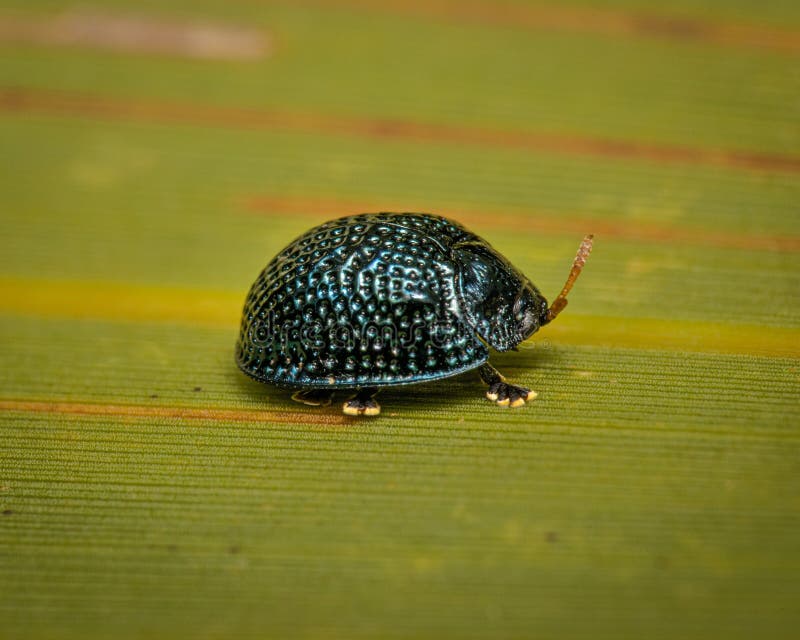 Macro Shot of Metallic Shield Bug on a Palm Leaf Stock Image - Image of ...