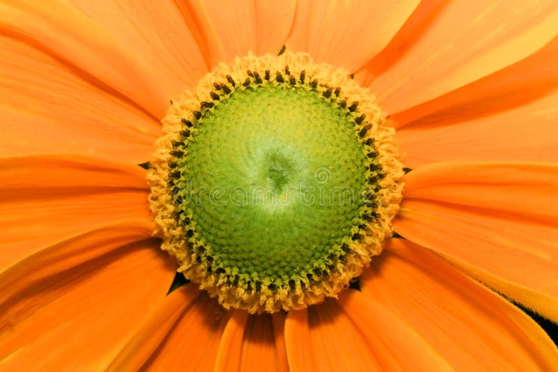Macro Shot of a Middle Part of an Orange Daisy Flower. Stock Photo ...