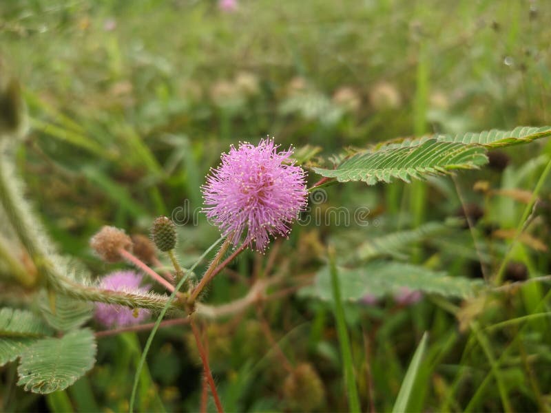 Macro Shot of a Mimosa Bashful Growing on a Shrub Stock Photo - Image ...