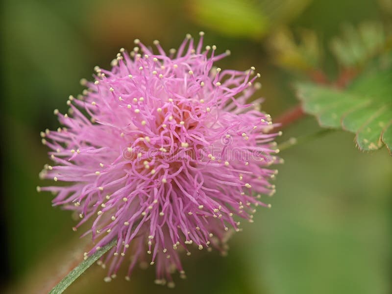 Macro Shot of a Mimosa Bashful Growing on a Shrub Stock Photo - Image ...