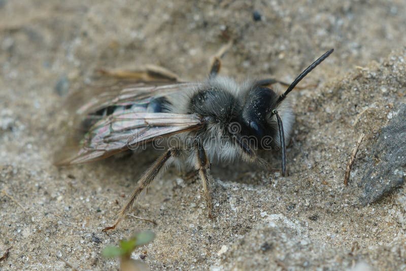 Macro Shot of a Mining Bee (Andrena Vaga) on a Brown Surface Stock ...