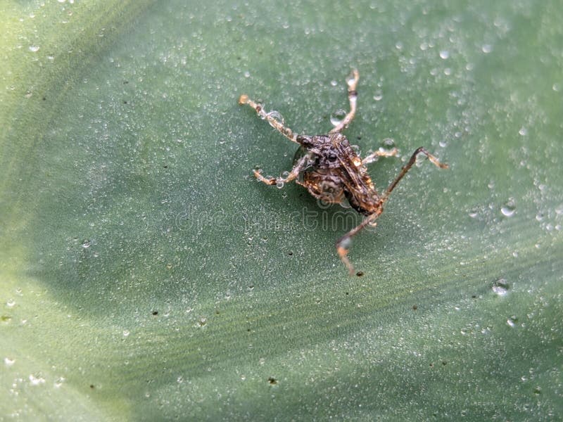 Macro Shot of a Mite on a Leaf Stock Image - Image of small, creature ... Macro Shot of a Mite on a Leaf Stock Image - Image of small, creature ...