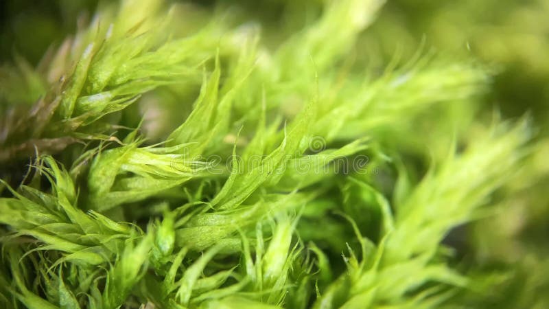 Macro Shot of Moss Branches. Moss Under the Microscope, a Detailed Plan ...