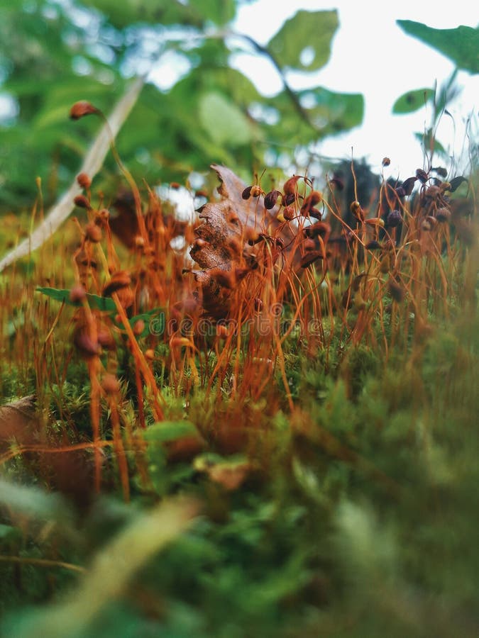 Macro Shot of Moss Spore in the Autumn Forest Stock Photo - Image of ...