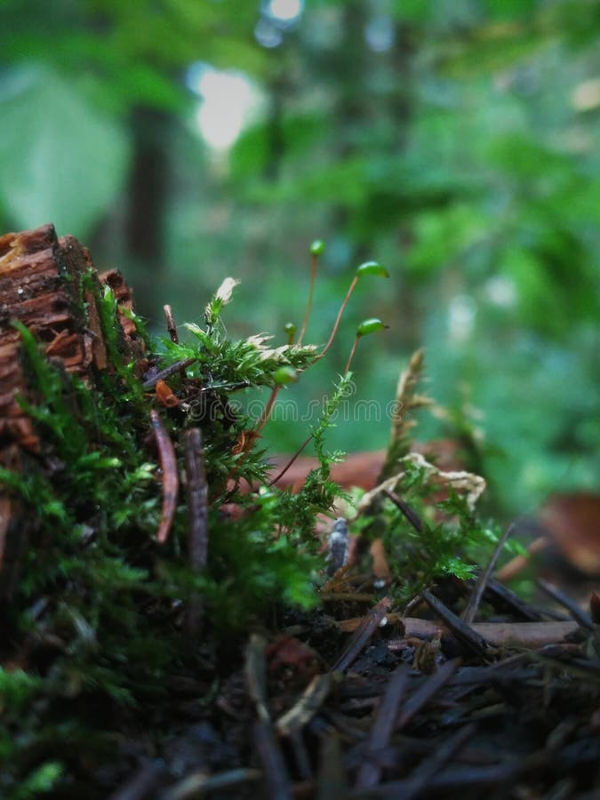 Macro Shot of Moss Spore in the Forest Stock Photo - Image of forest ...
