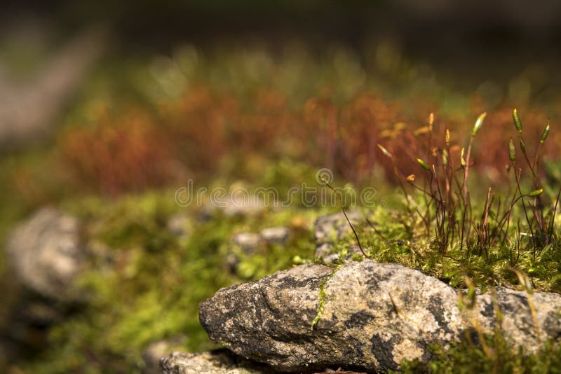 Macro shot of moss sprouts stock photo. Image of dream - 193883824