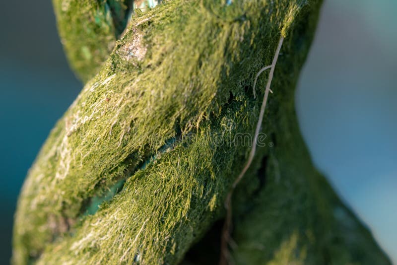 Macro Shot of a Mossy Tree Branch Stock Photo - Image of garden, close ...