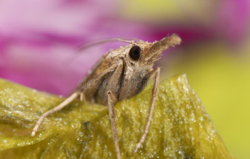 Macro shot of a moth stock image. Image of moth, antennae - 194581763