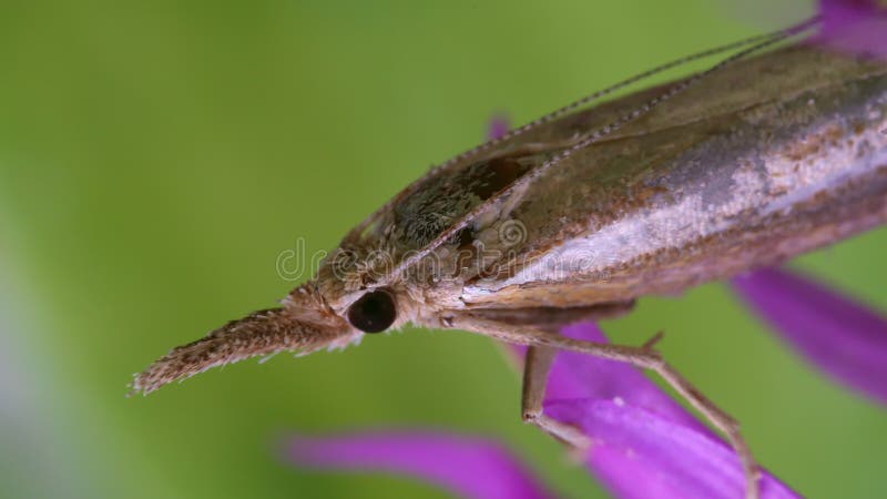 Moth with a proboscis. stock video. Video of insect - 194736237