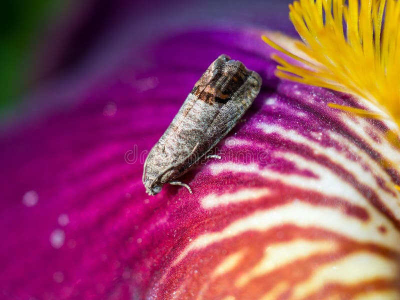 Macro Shot of a Moth Sitting on the Petal of an Iris Flower Stock Photo ...