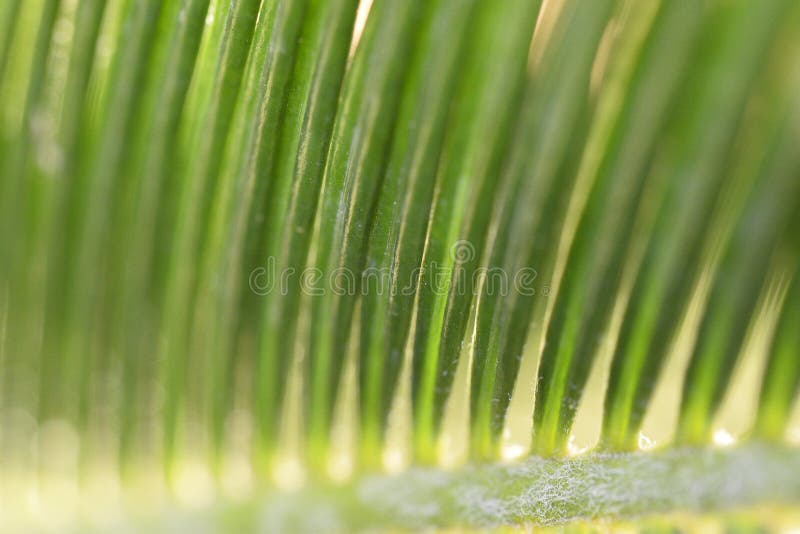 Multiple leaf macro stock image. Image of color, leaf - 109531983