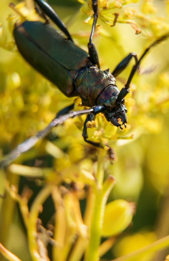 Musk Beetle Aromia Moschata Close Up Stock Image - Image of moschata ...