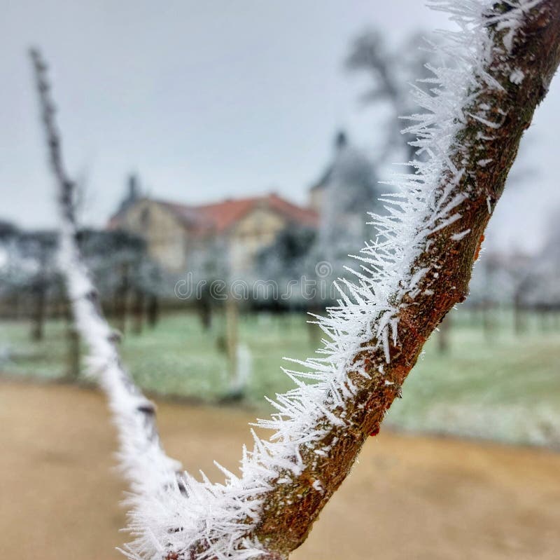 Macro Shot of Needle Shaped Ice Crystals on a Twig Stock Photo - Image ...