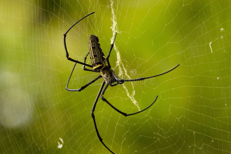 Macro Shot of a Nephila Pilipes Spider Spinning a Cobweb Stock Image ...
