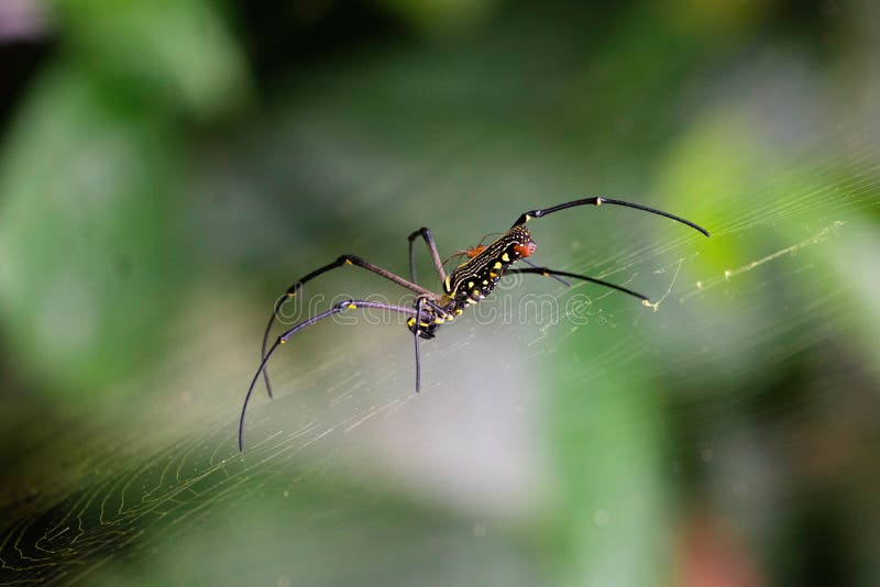 Macro Shot of a Nephila Pilipes Spider on a Web Stock Photo - Image of ...
