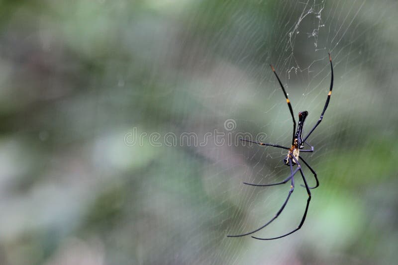 Macro Shot of a Nephila Pilipes on a Spider Web Stock Photo - Image of ...