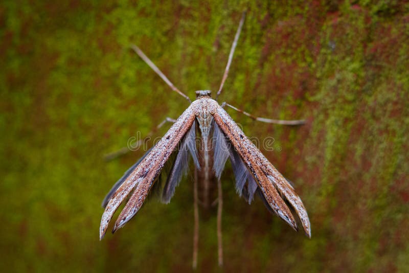Macro Shot of a Net-winged Insect Stock Image - Image of natural, wing ...