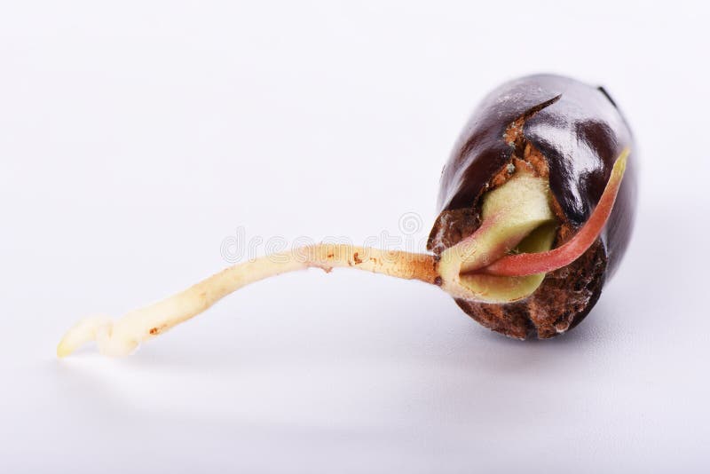 Macro Germination of Corn Isolated on White Stock Image - Image of ... Macro Germination of Corn Isolated on White Stock Image - Image of ...