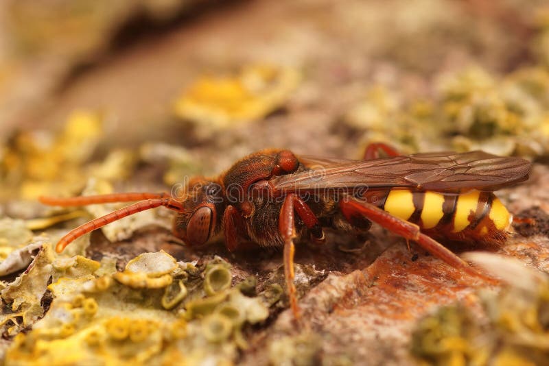 Macro Shot of Nomada Flava, Flavous Nomad Bee. Stock Image - Image of ...