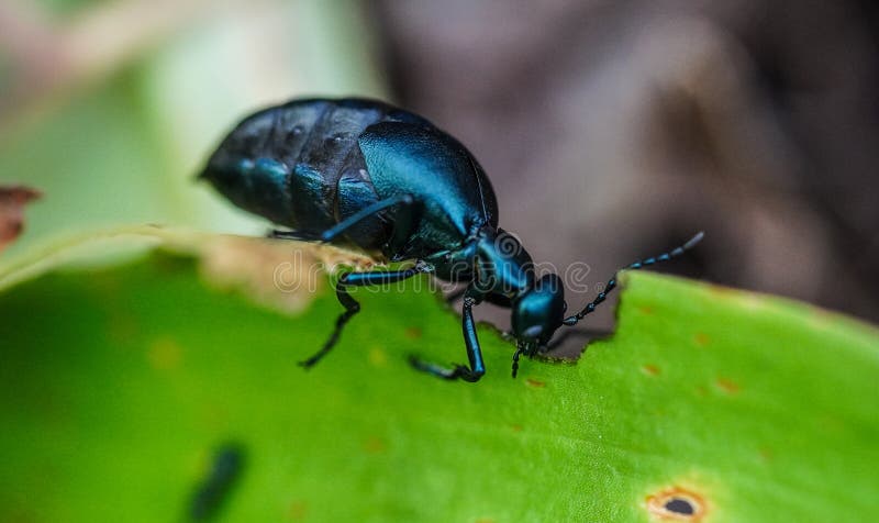 Macro Shot of an Oil Beetle, Also Known As a Blister Beetle, Feeding on ...