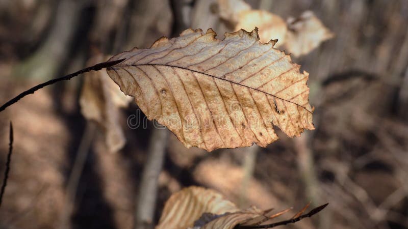 Old tree leaf in spring stock photo. Image of shot, colors - 111811944