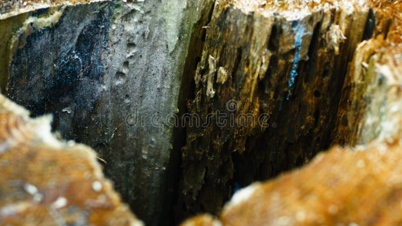 Macro Shot of Open Broken Tree Trunk Stock Photo - Image of forest ...